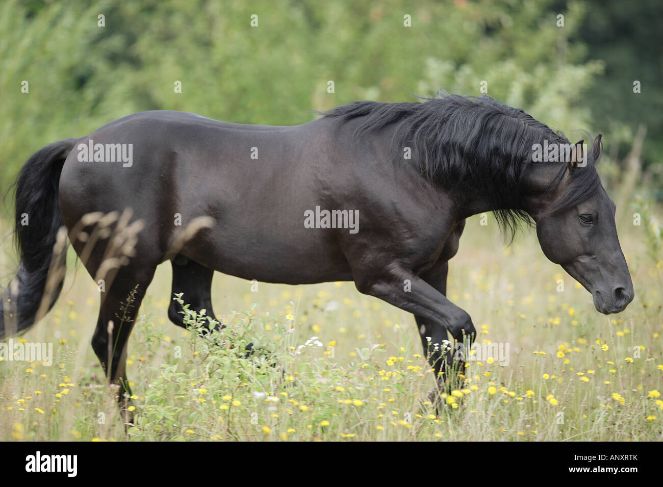 Arab-Barb on meadow Stock Photo - Alamy