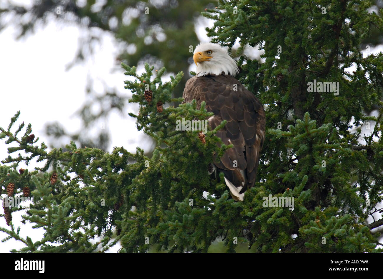 Bald Eagle sitting in a tree Stock Photo - Alamy