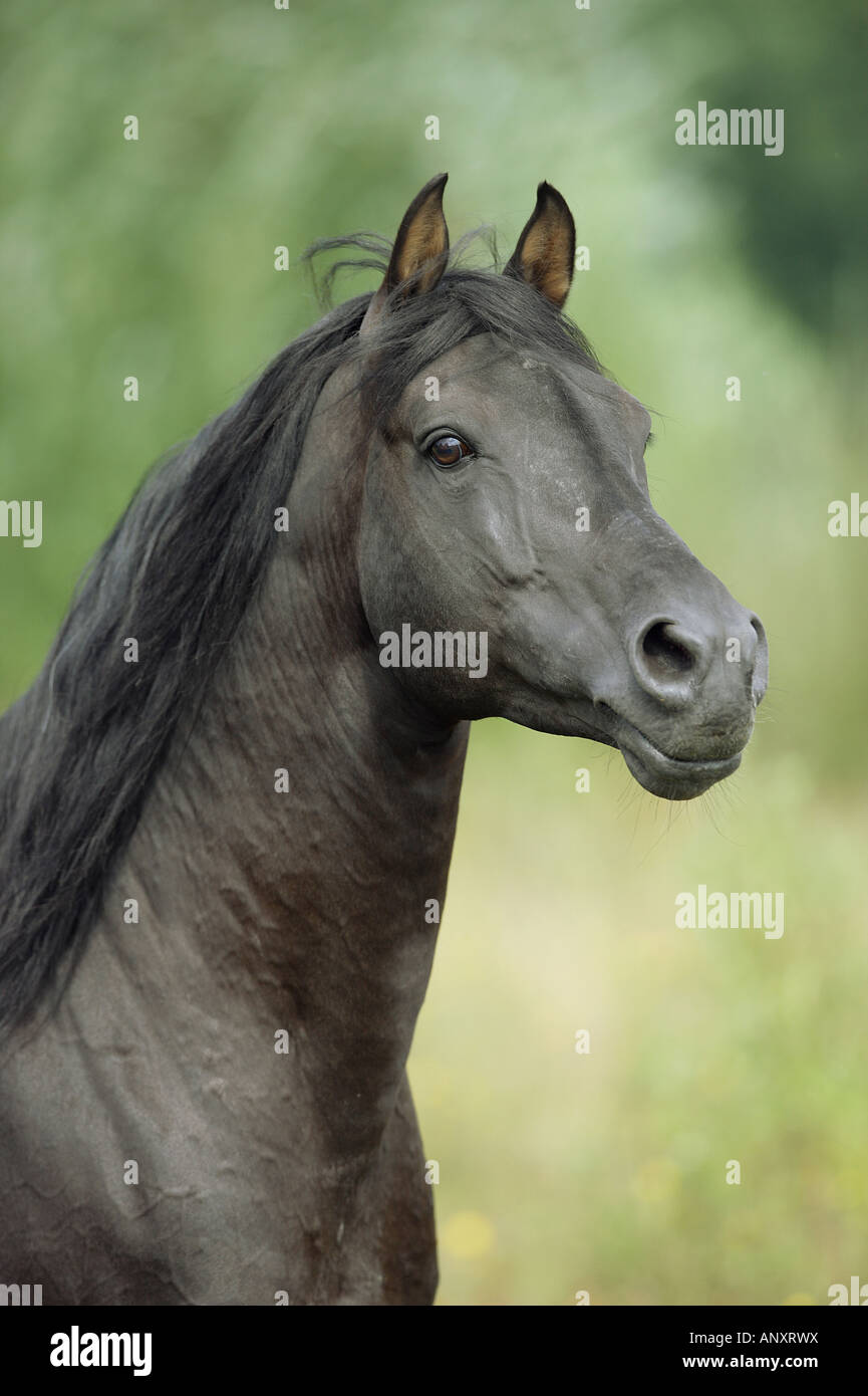 Arab-Barb - portrait Stock Photo - Alamy