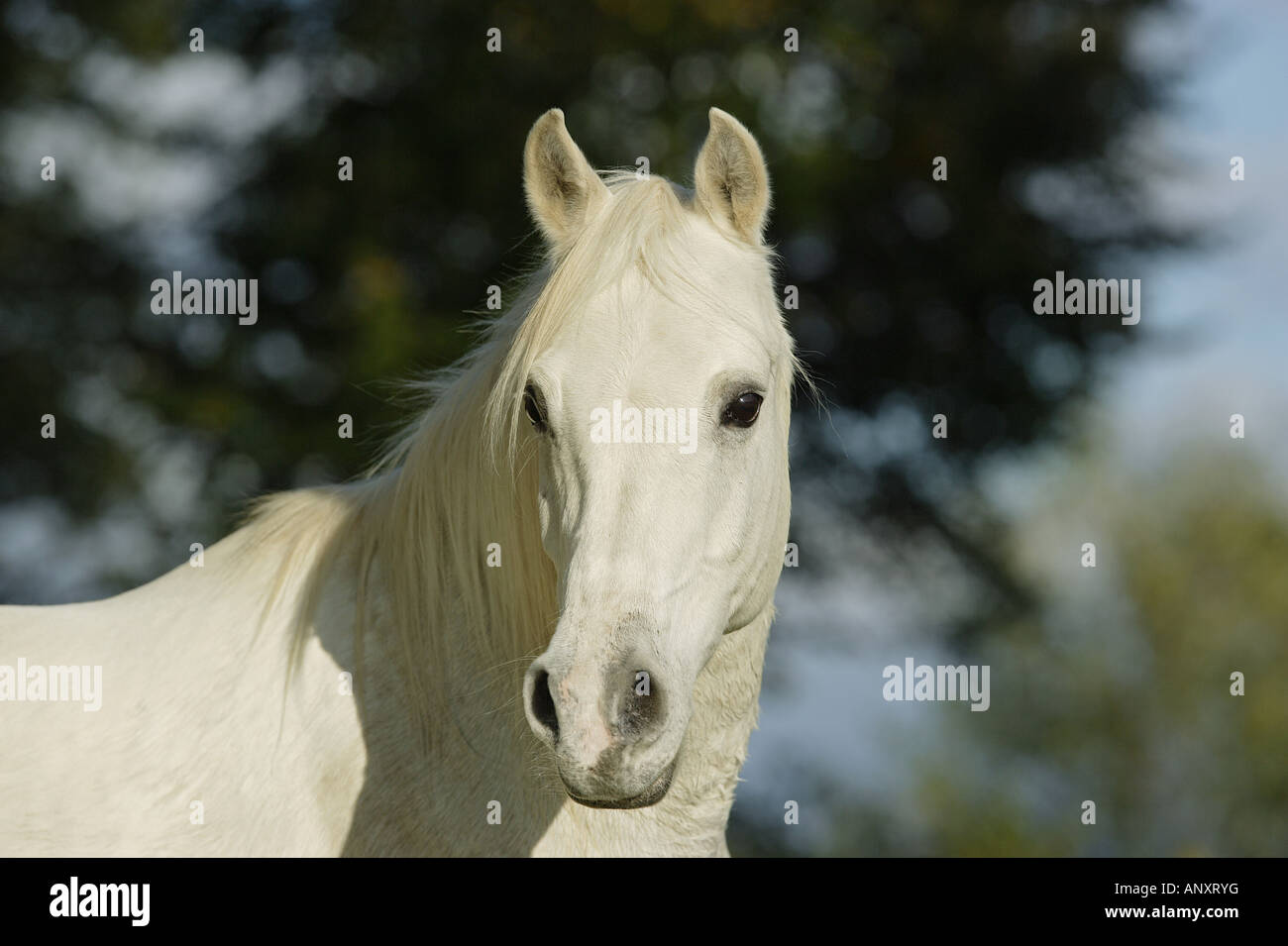Arabian horse - portrait Stock Photo - Alamy