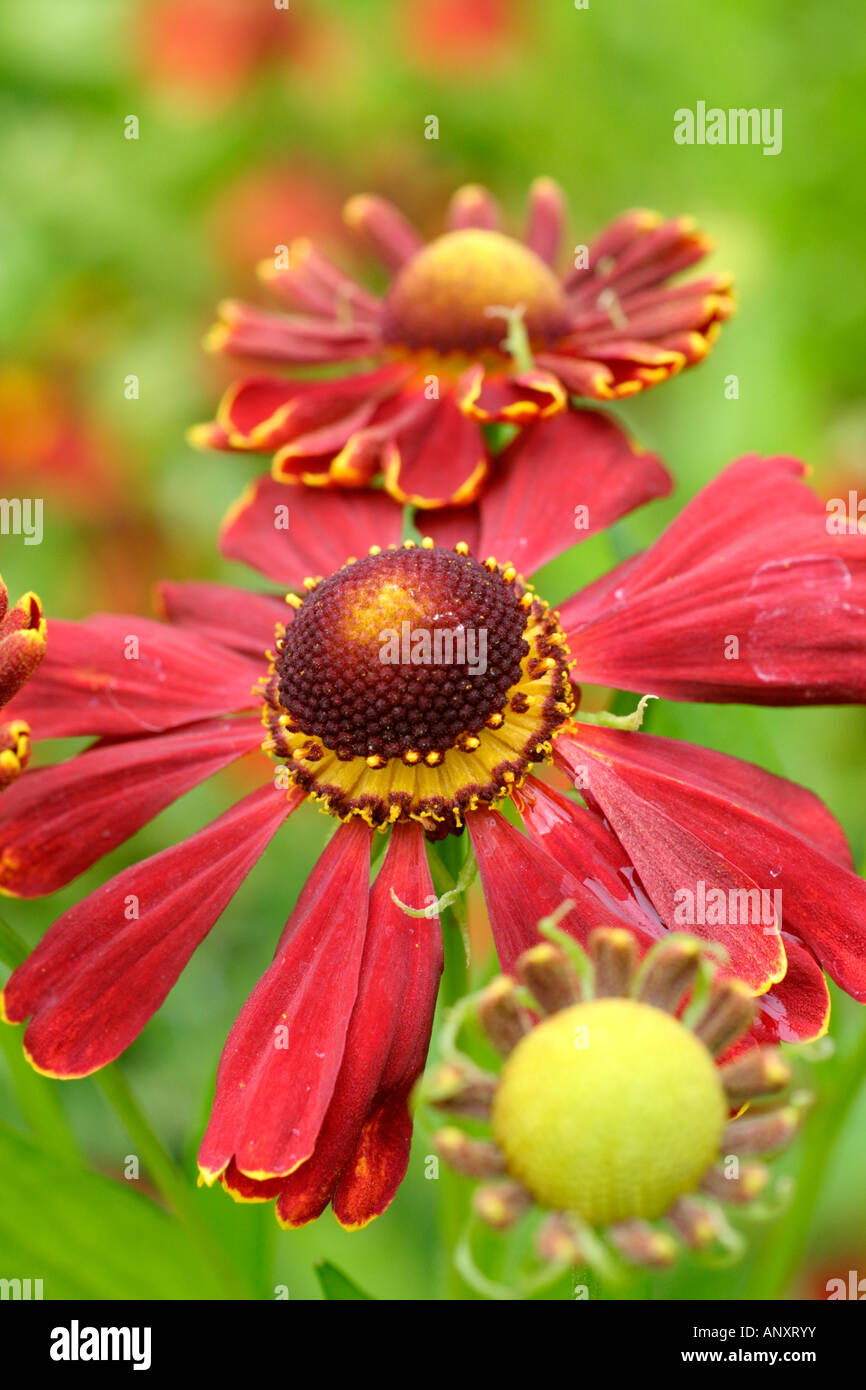 Hellenium hi-res stock photography and images - Alamy