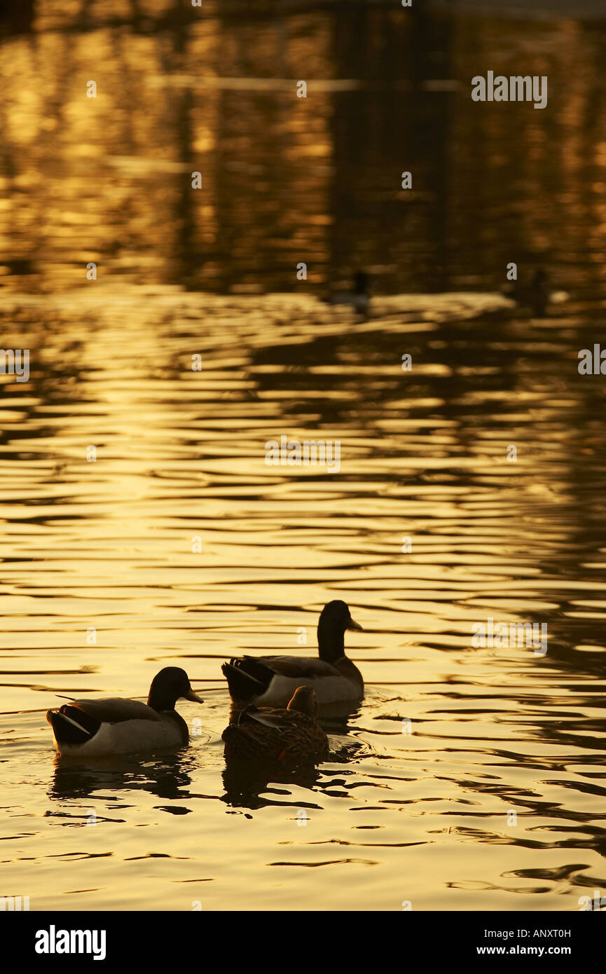 Ducks at the Park Stock Photo - Alamy