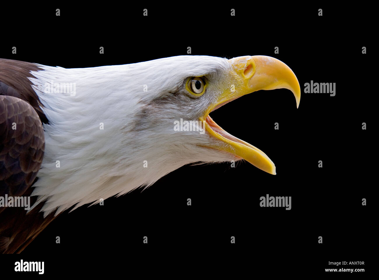 American Eagle Head Profile