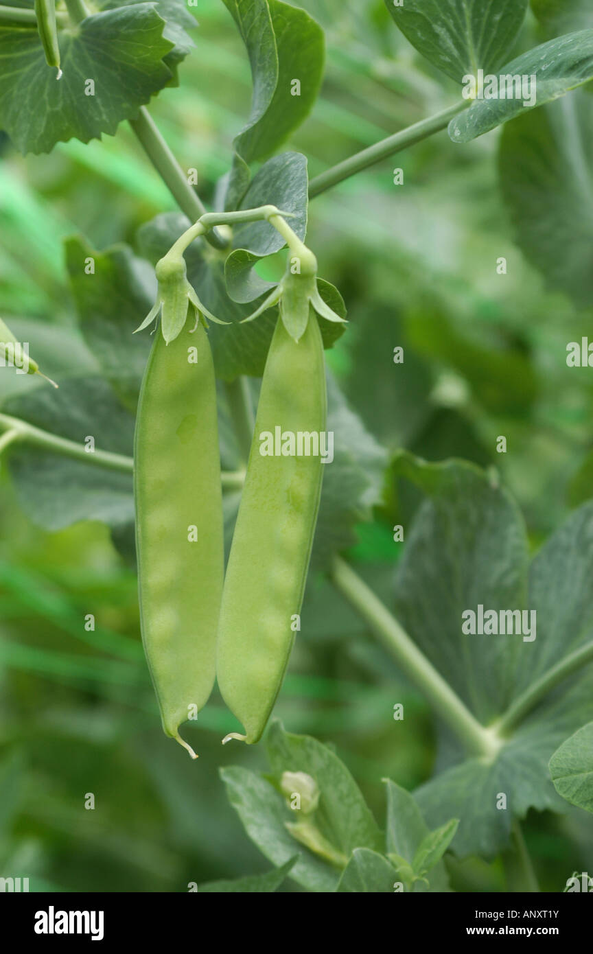 Sugar snap peas growing outdoors Stock Photo - Alamy
