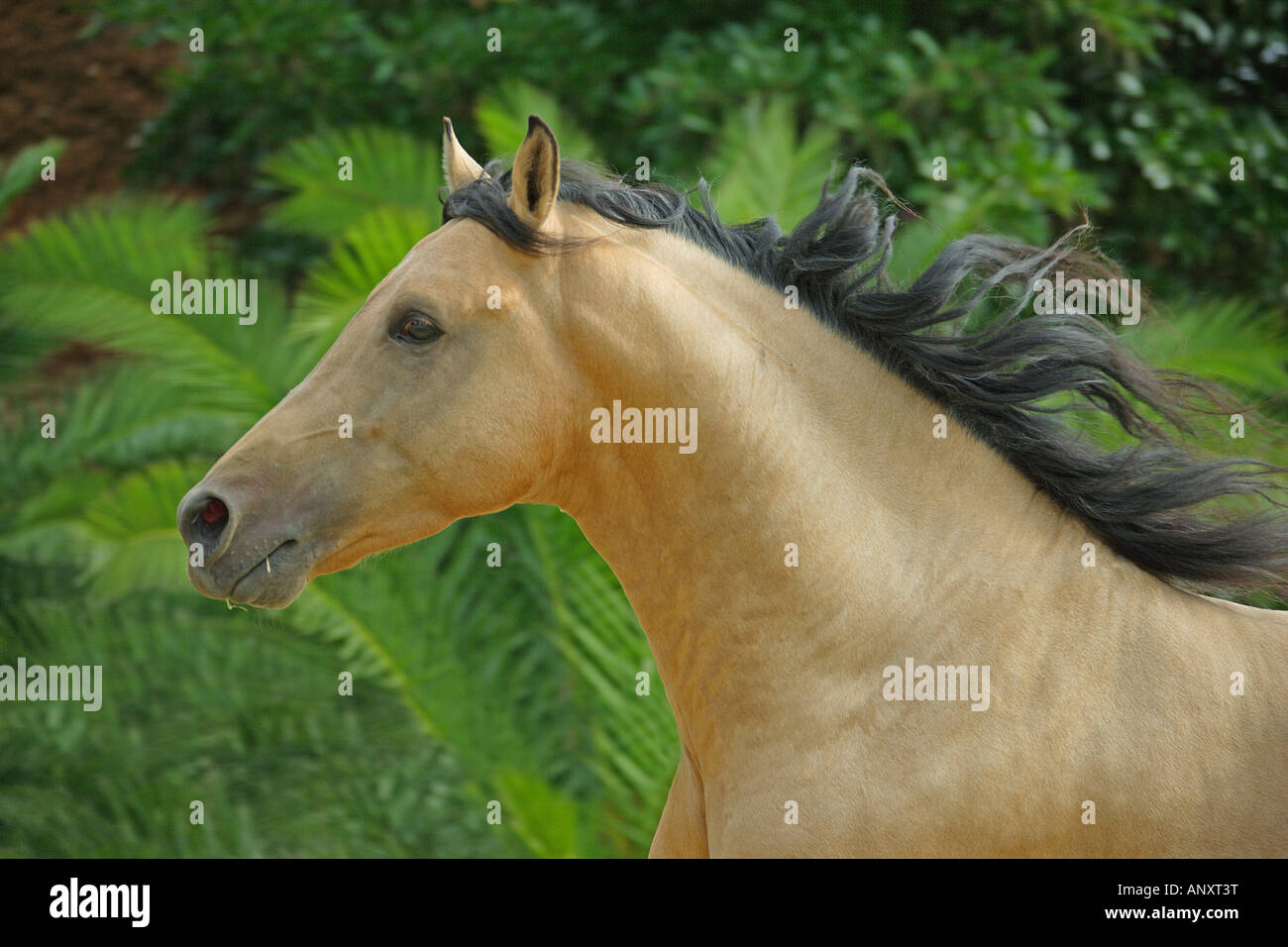 Arab-Barb - portrait Stock Photo - Alamy
