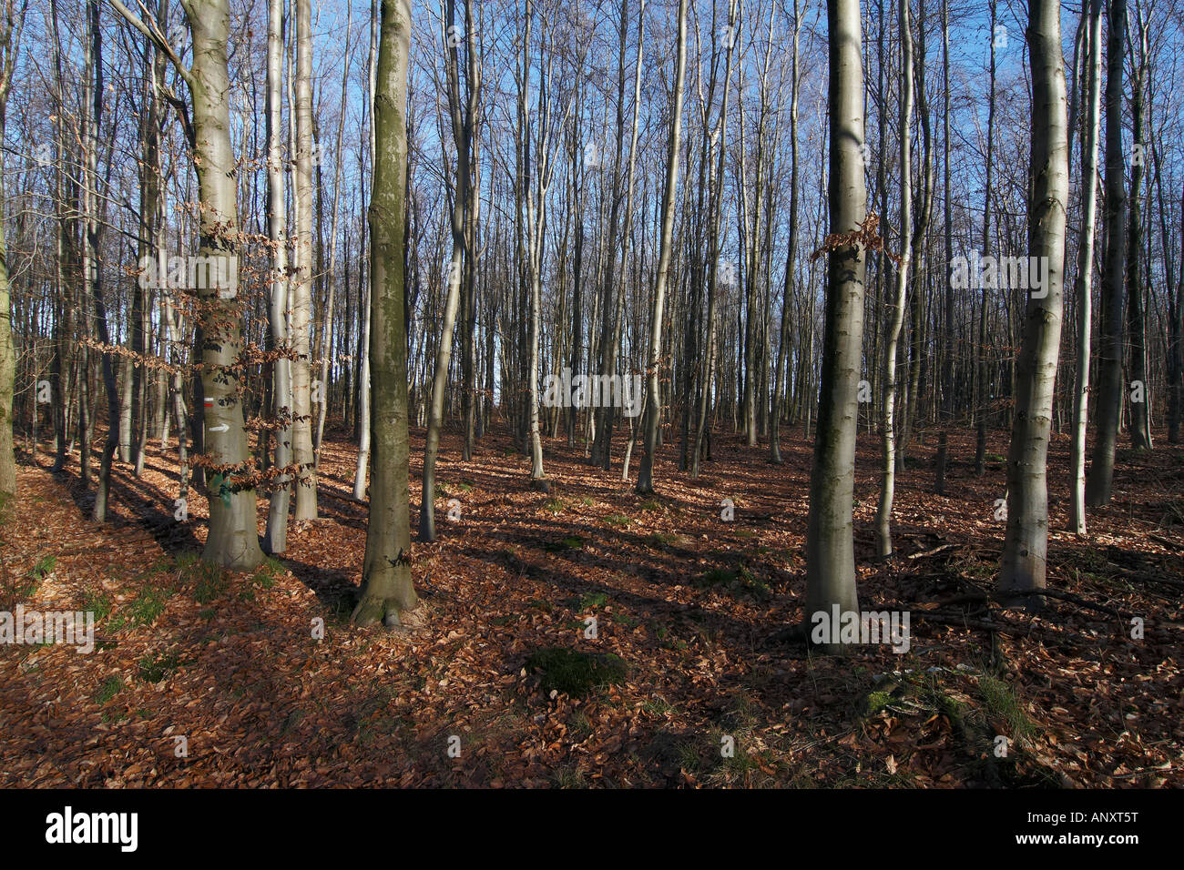 Young Forest landscape Stock Photo - Alamy