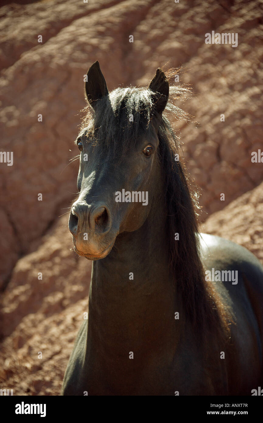 Arab-Barb - portrait Stock Photo - Alamy