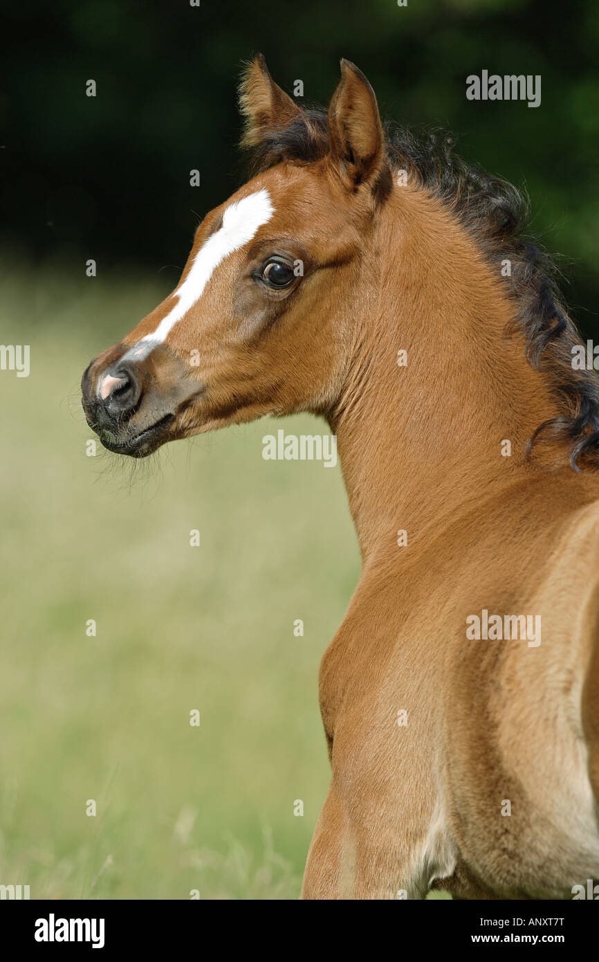 Arabian horse - foal - portrait Stock Photo - Alamy