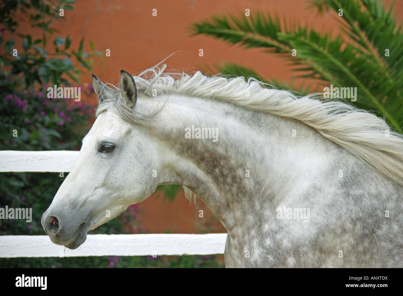 Arabian horse - portrait Stock Photo - Alamy