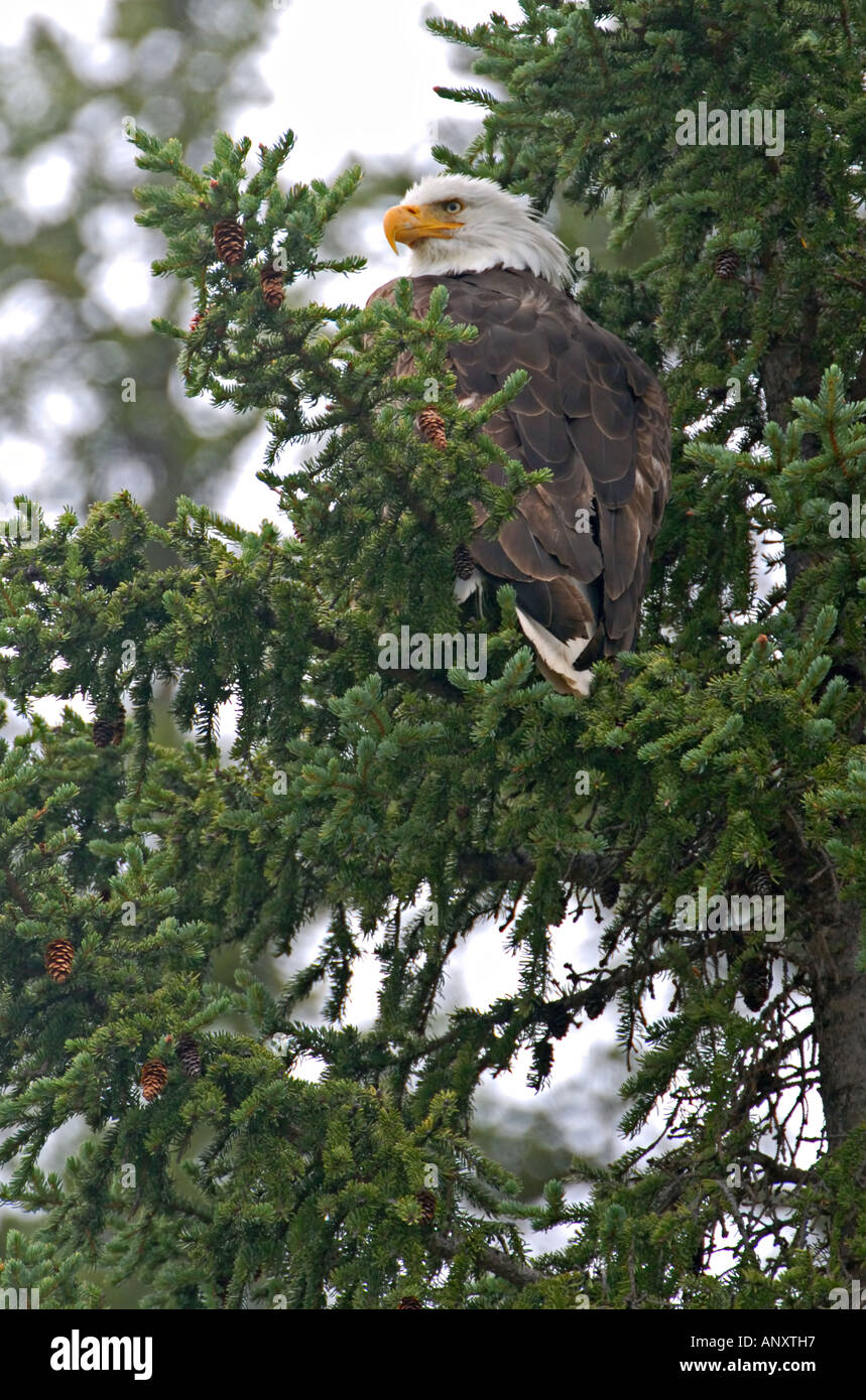 Eagle icon hi-res stock photography and images - Alamy