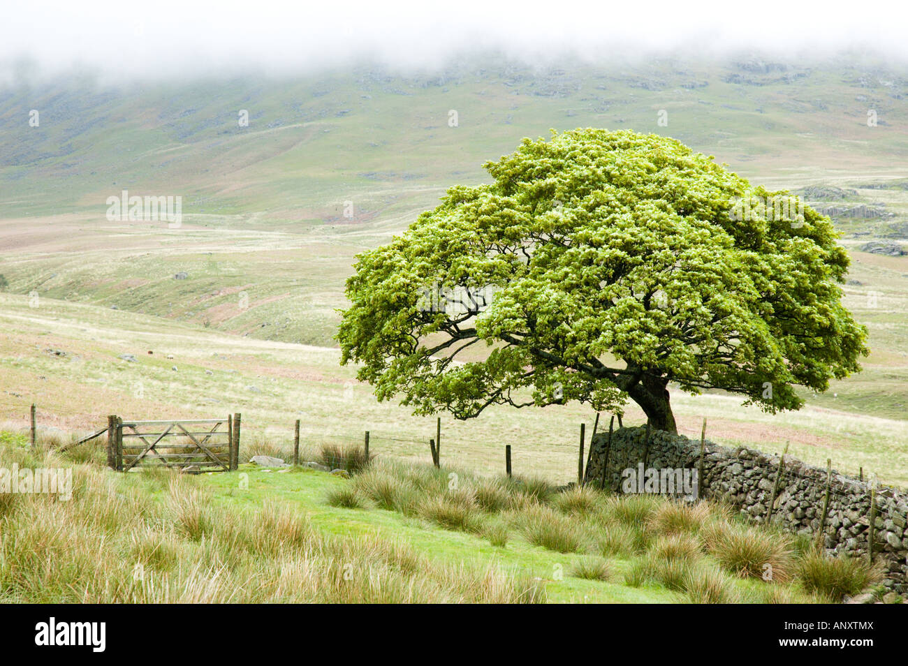 hillside tree Wasdale cumbria Stock Photo - Alamy