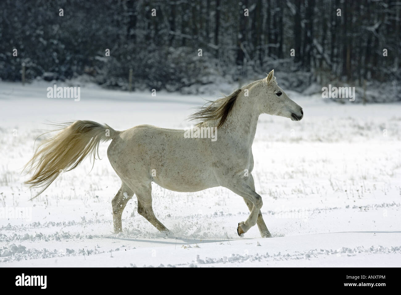 Grey arab trot hi-res stock photography and images - Alamy