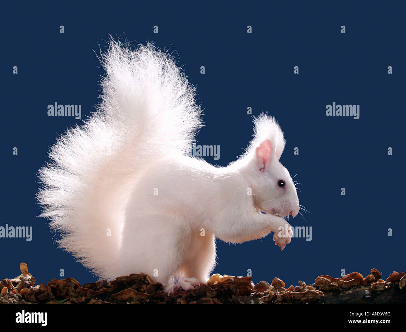 Ecureuil d europe blanc Sciurus vulgaris albinos Stock Photo - Alamy
