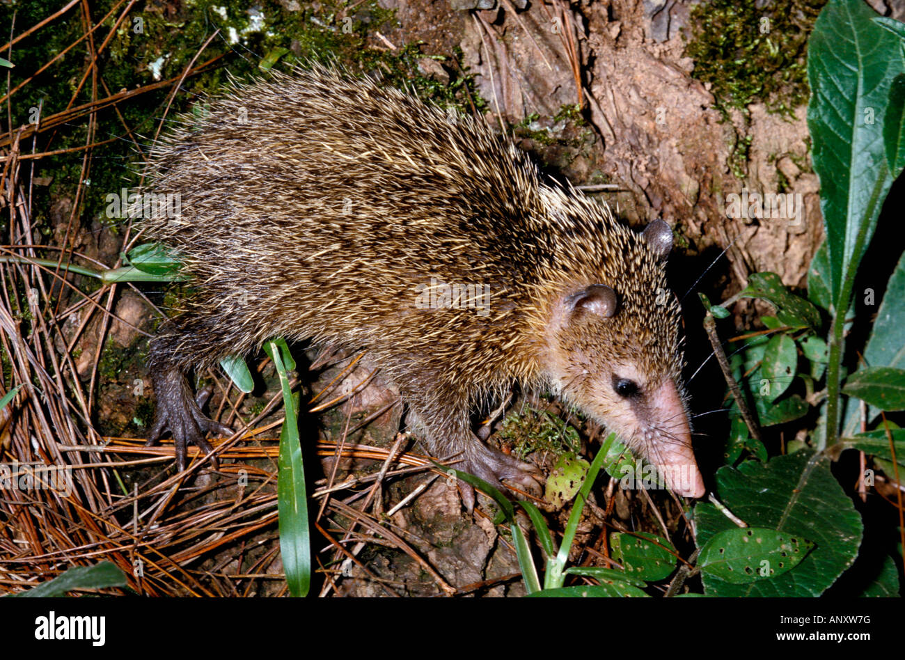 COMMON TENREC TENREC ECAUDATUS FORAGING FOR INSECTS EARTHWORMS ...