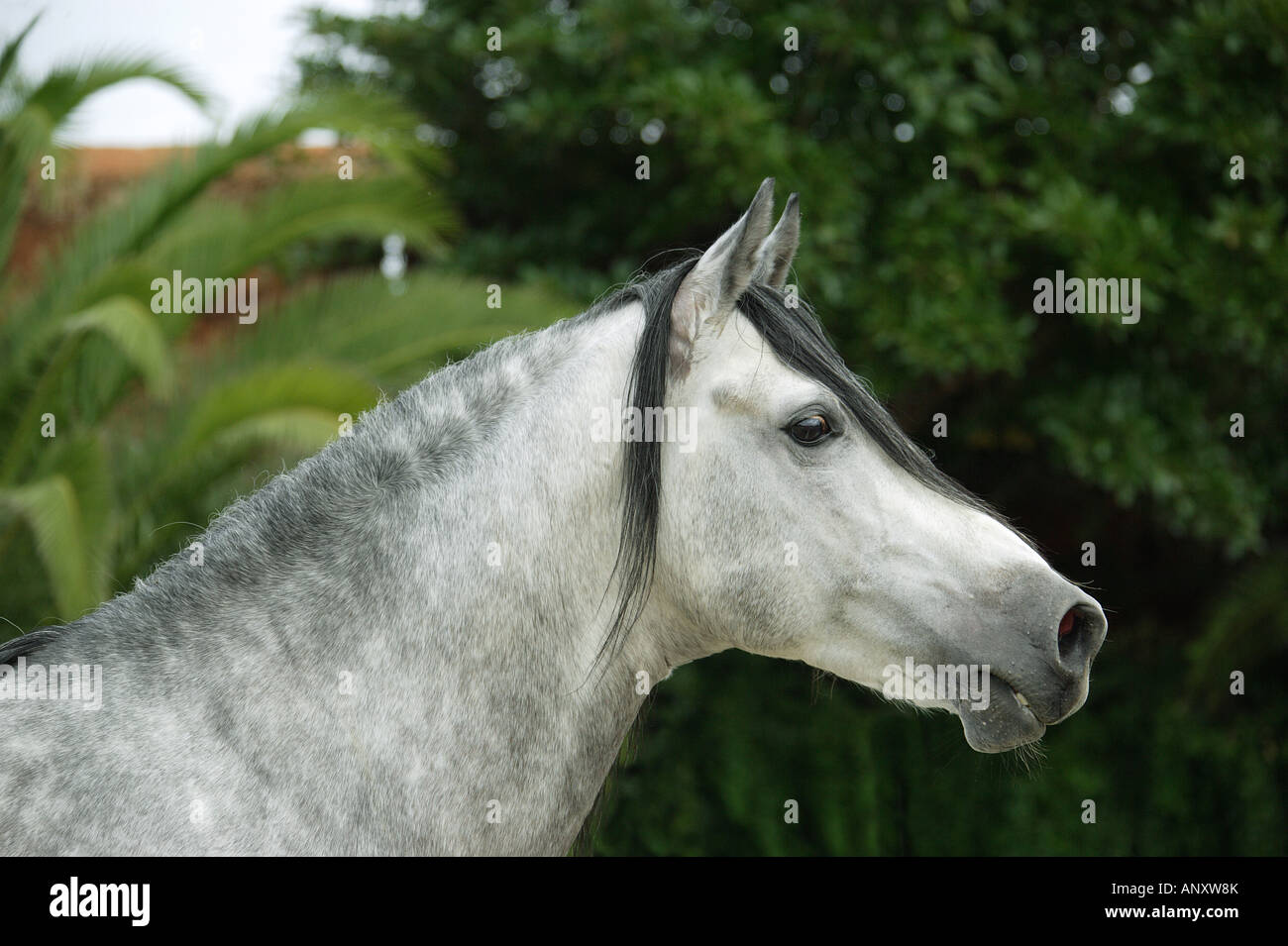 Arab-Barb - portrait Stock Photo - Alamy