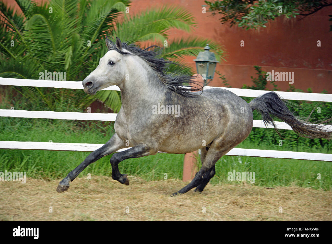 Arab barb horse galloping hi-res stock photography and images - Alamy