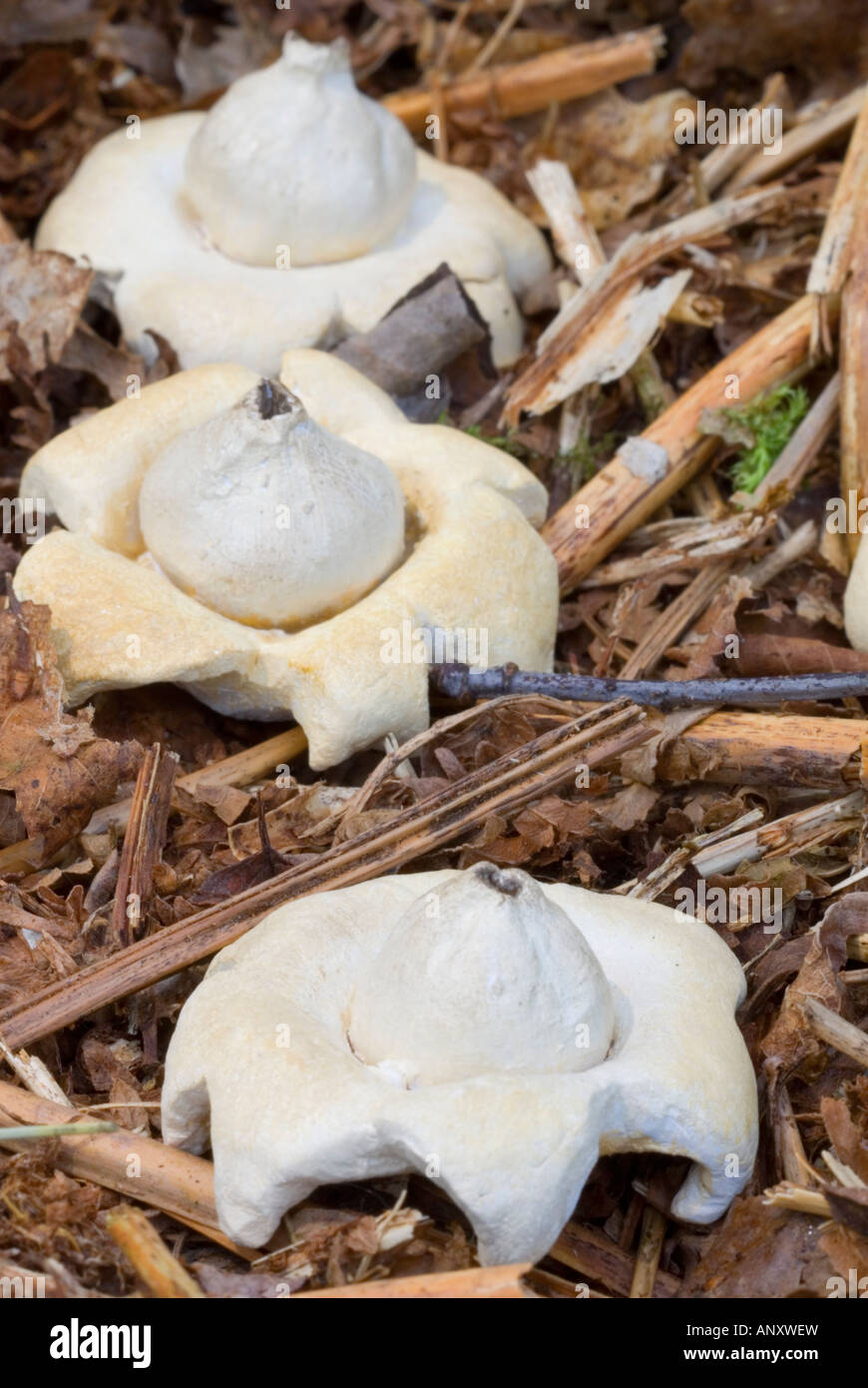 Scleroderma geaster (Earth Star, Earthstar, Dead Man's Hand) fungi ...