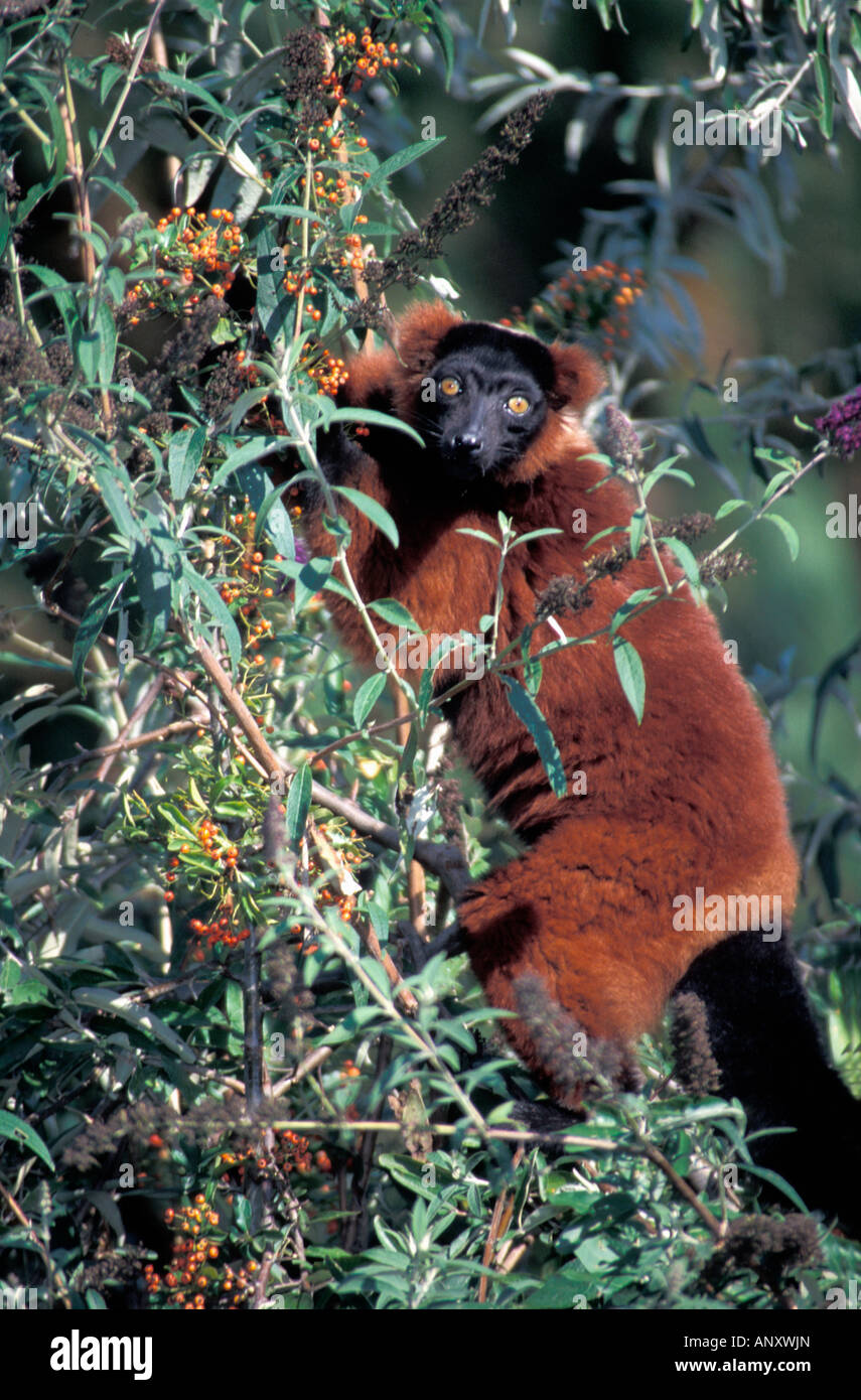 Red Ruffed Lemur Varecia variegata rubra lemur vari rouge rubra ...