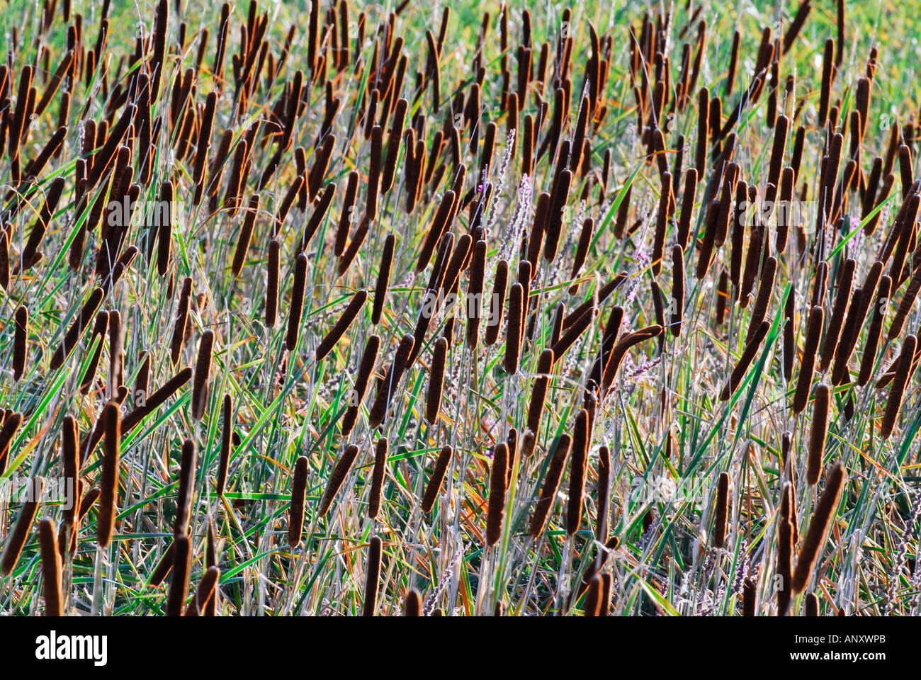 Reeds cattails flowers hi-res stock photography and images - Alamy