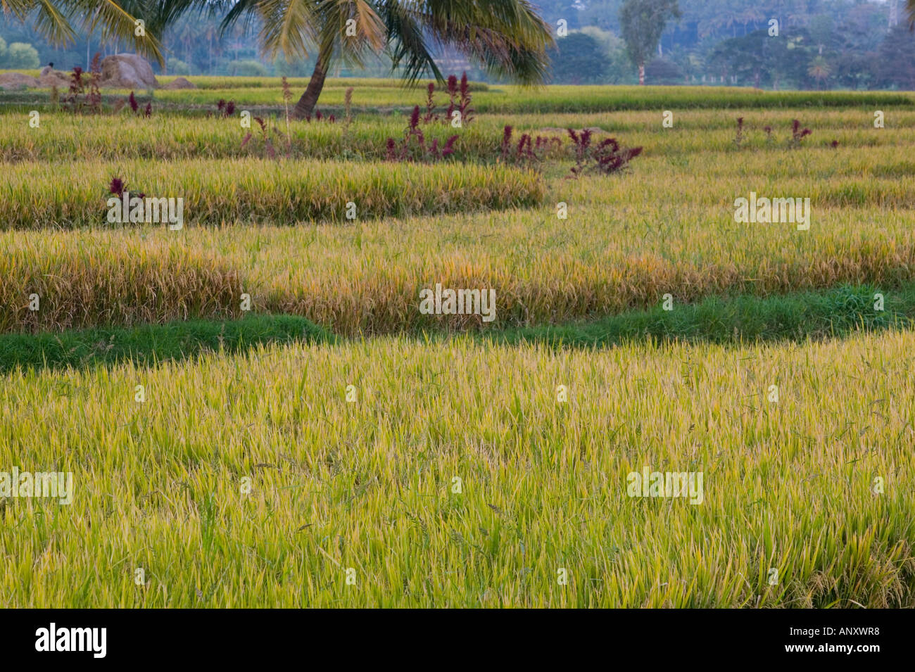 INDIA, Karnataka, Mysore : Rice Field Stock Photo - Alamy