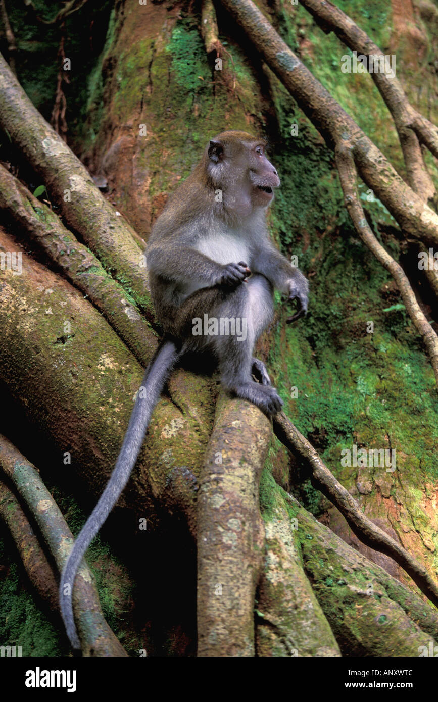 Asia, Indonesia, Sumatra, Macaque Monkey, (Macca Assamensis Stock Photo ...