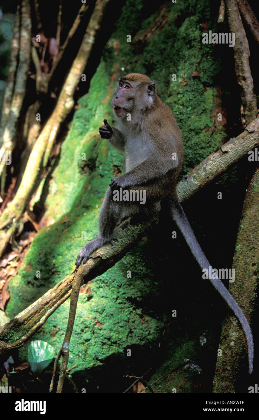 Macca assamensis hi-res stock photography and images - Alamy