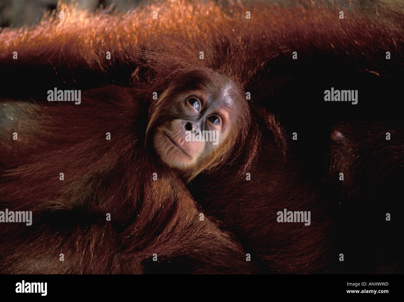 Asia, Indonesia, Sumatra, Orangutan (Pongo Pygmaeus Stock Photo - Alamy