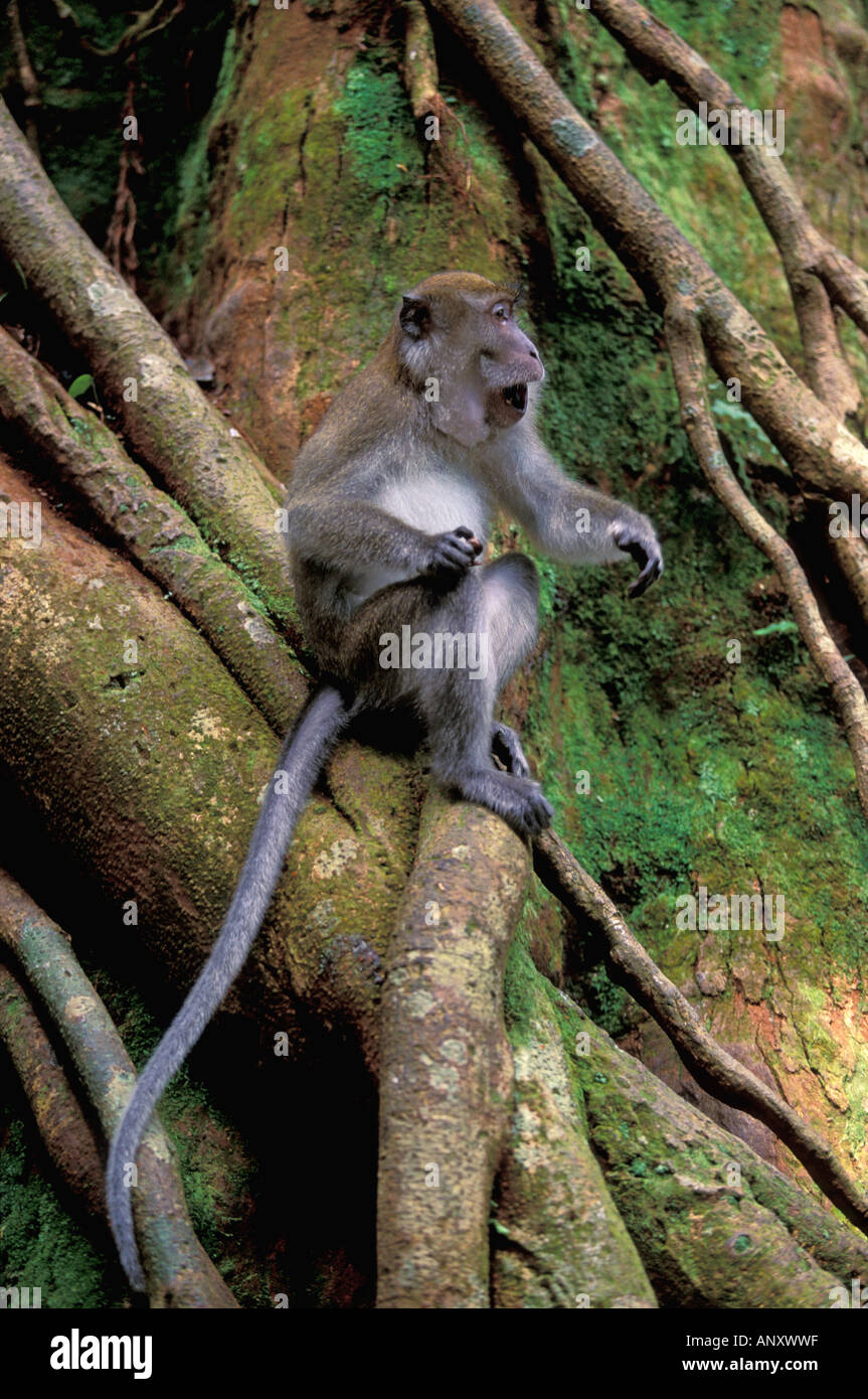 Asia, Indonesia, Sumatra, Macque Monkey Stock Photo - Alamy