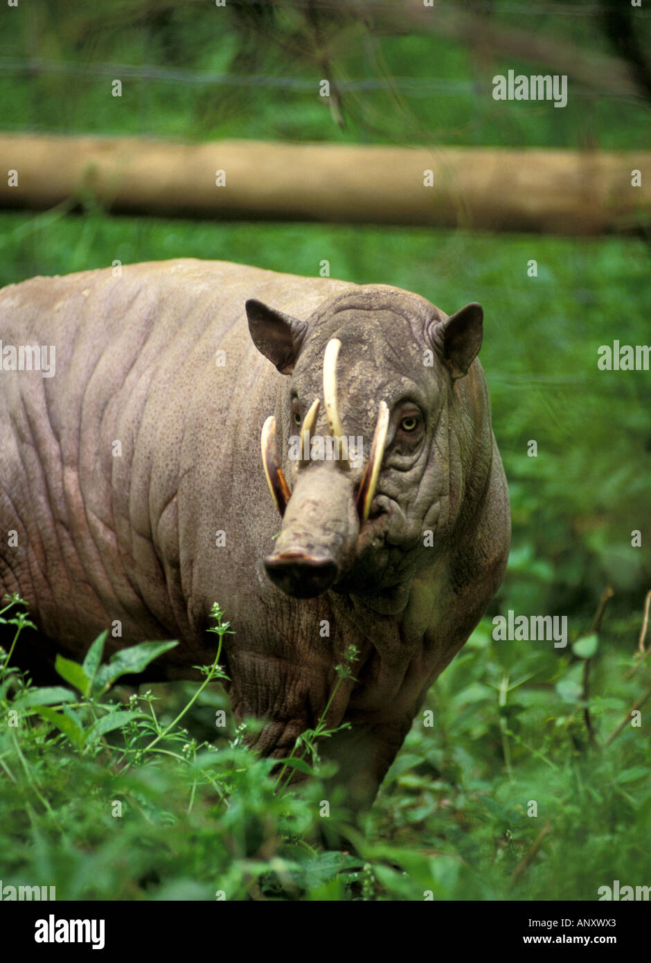 Asia, Indonesia, Sumatra, Babirusa, (Babyrousa Babyrussa) Endangered ...