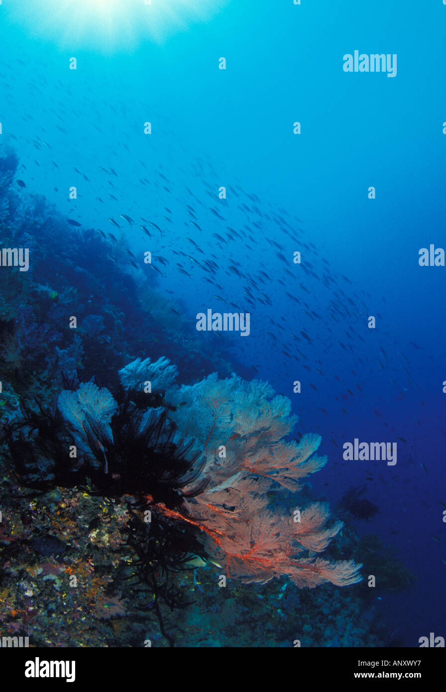 Indonesia, Papua (formerly Irian), Misool coral reefs Stock Photo - Alamy