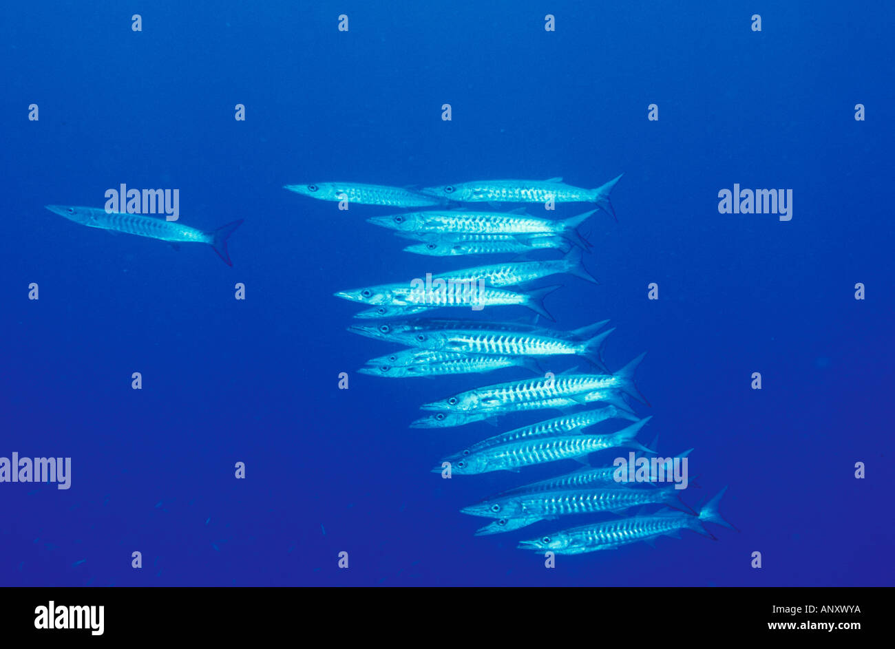 Indonesia, Papua (formerly Irian), Misool, Chevron barracuda (Sphyraena ...