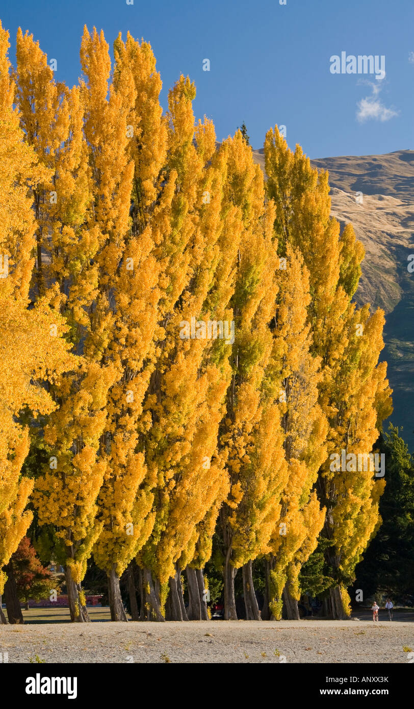 An autumnal scene in Central Otago, New Zealand Stock Photo - Alamy