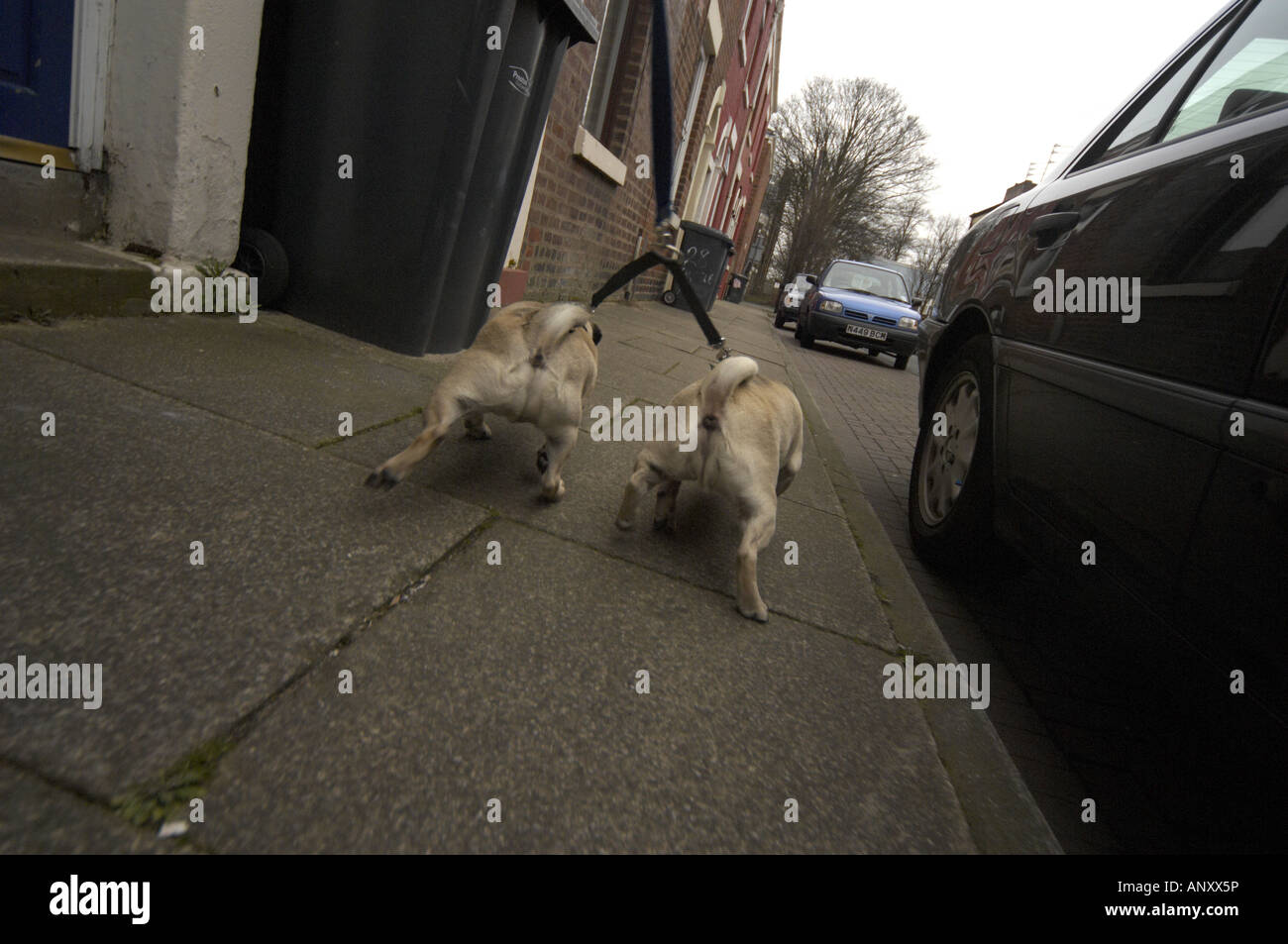 Two pugs on a lead drag their owner along a path Stock Photo - Alamy