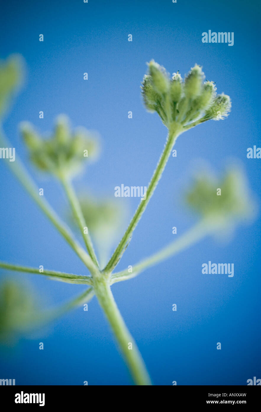 Close up macro detail of delicate buds from a British wild flower Stock ...
