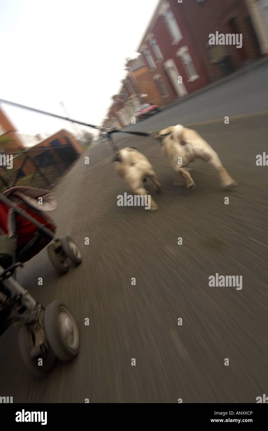 Two pug dogs pull at their leads alongside a baby’s pram along a ...