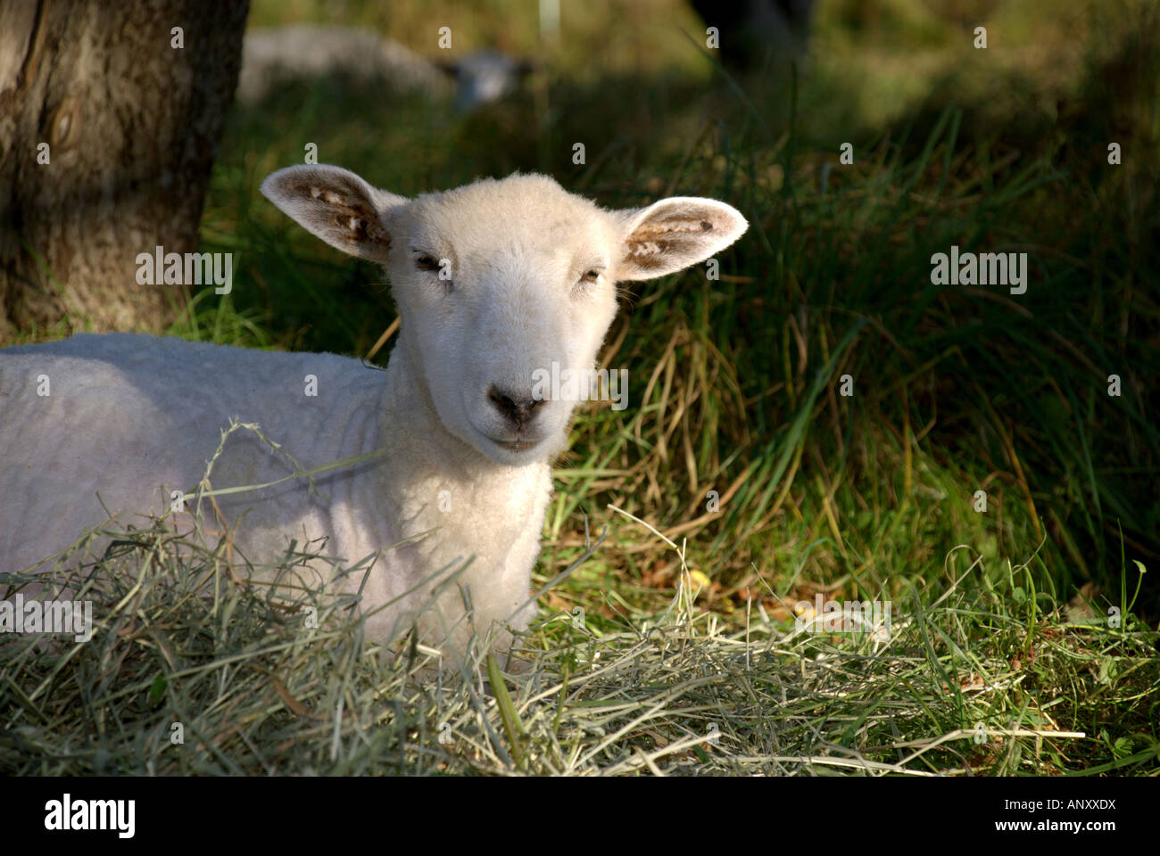 A lamb resting on gras and hay Stock Photo - Alamy
