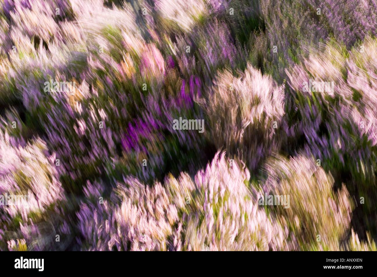 Scottish moor land hi-res stock photography and images - Alamy