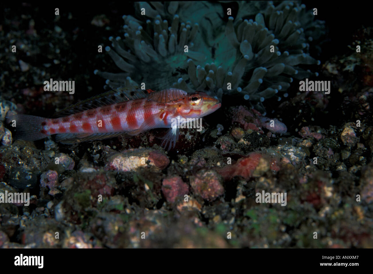 Indonesia, Alor, Sandperch (Parapercis sp Stock Photo - Alamy