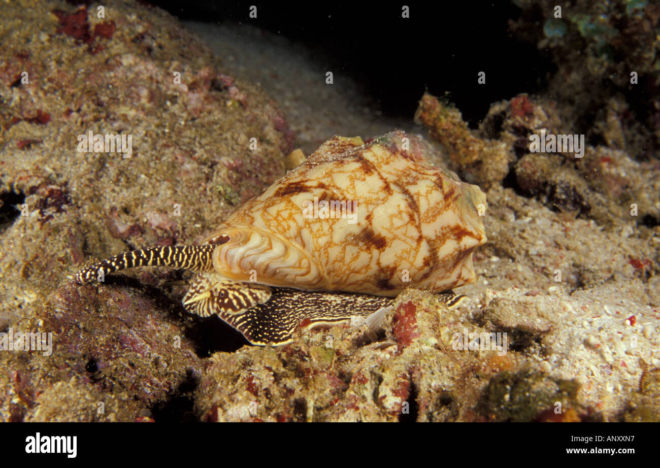 Cone shell feeding hi-res stock photography and images - Alamy