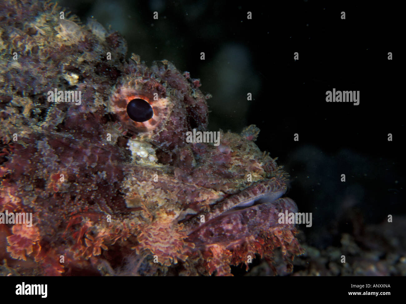 Indonesia, Alor, reef life Stock Photo - Alamy