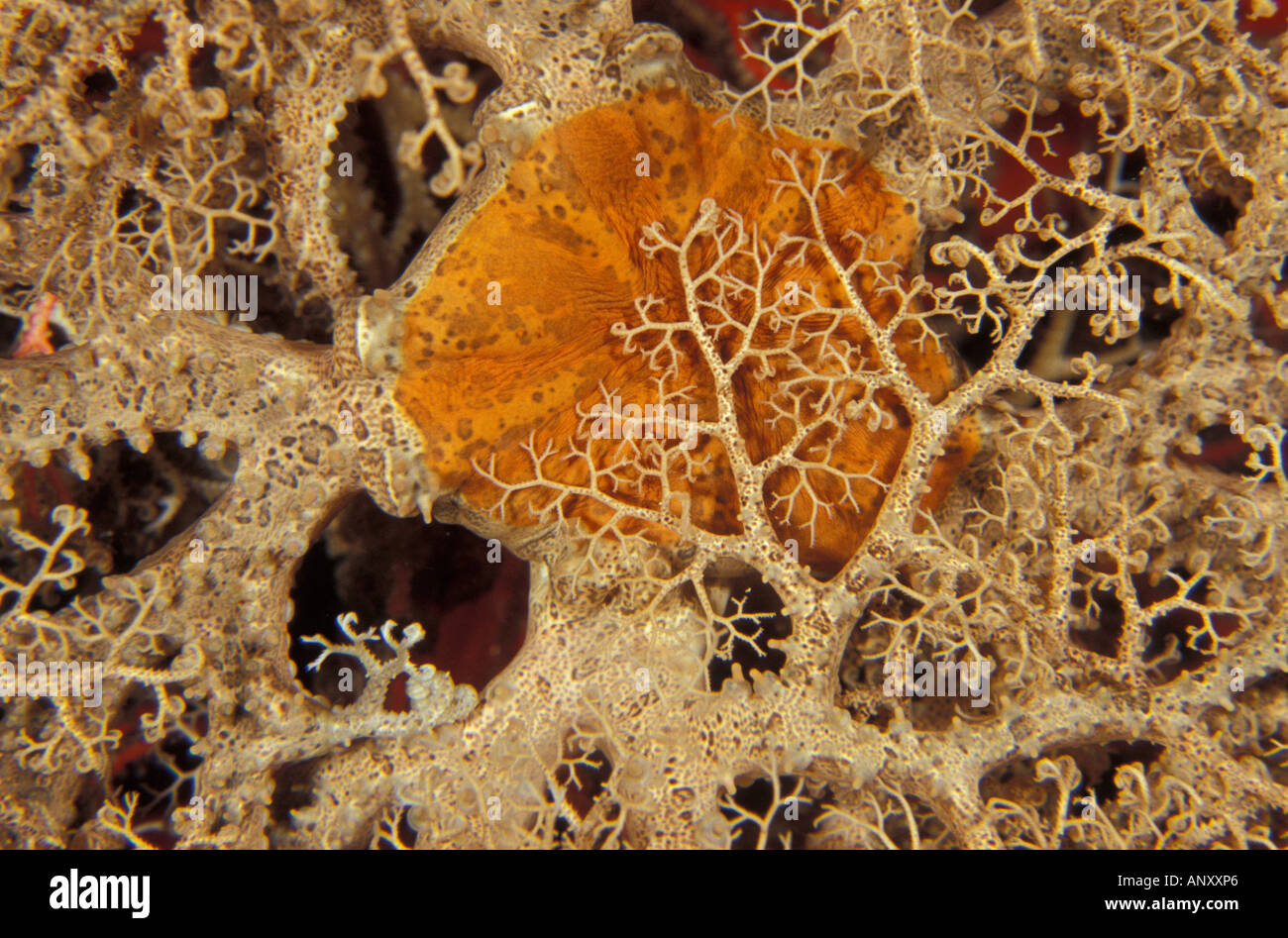 Basket star astroboa sp hi-res stock photography and images - Alamy