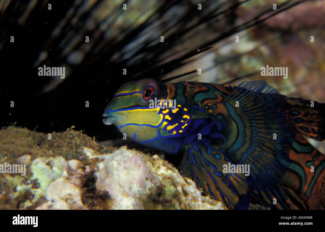 Mandarinfish mating hi-res stock photography and images - Alamy