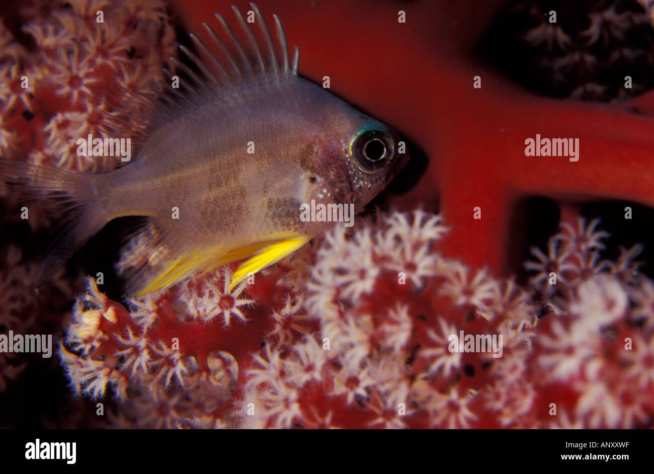 Chomis hi-res stock photography and images - Alamy