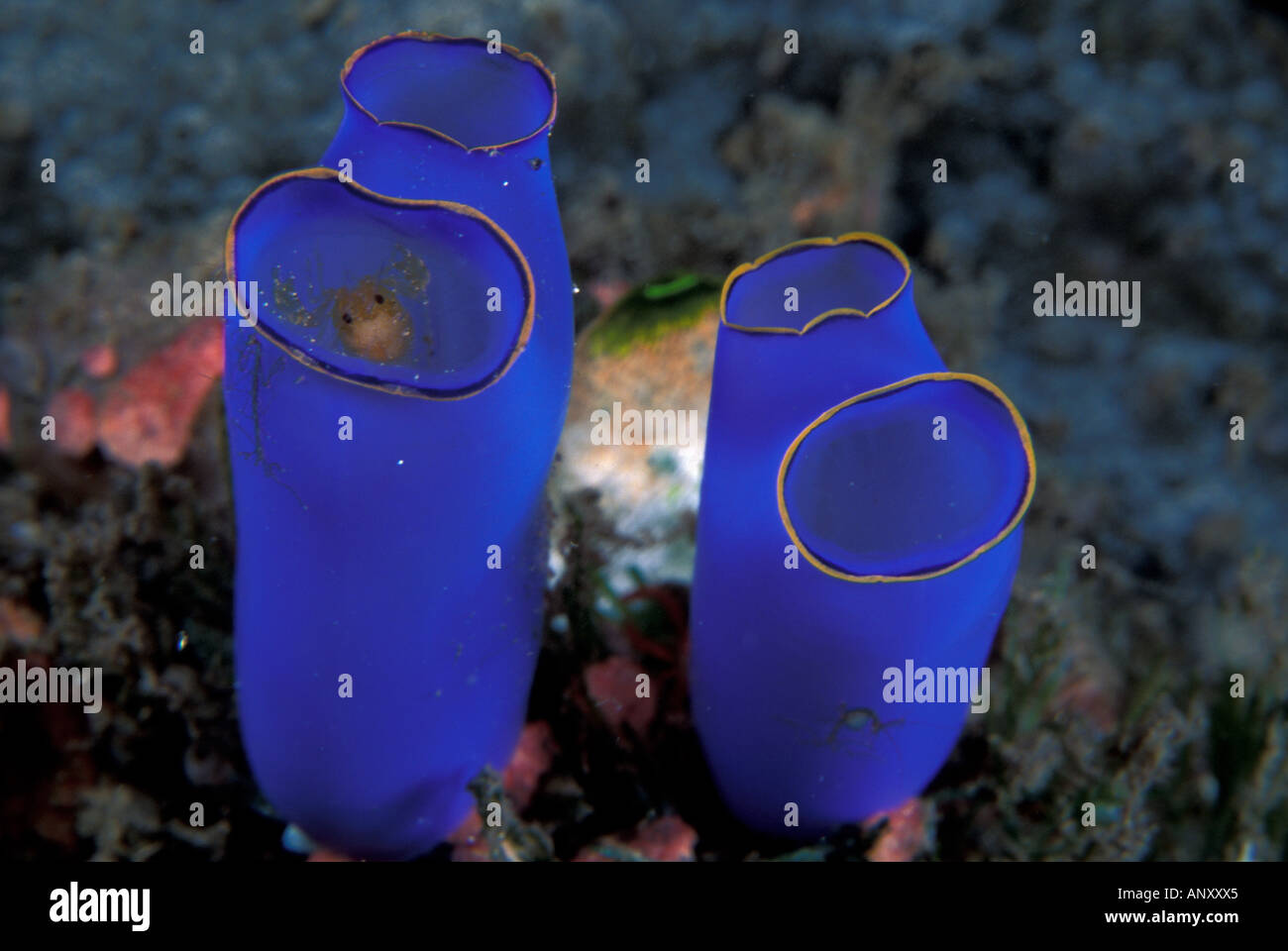 Indonesia, Papua (formerly Irian), Misool, unidentified crab in ...