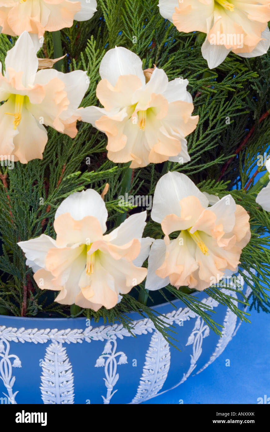 Narcissus Daffodil 'Rosado' Division 11a frilly peachy daffs flowers in ...