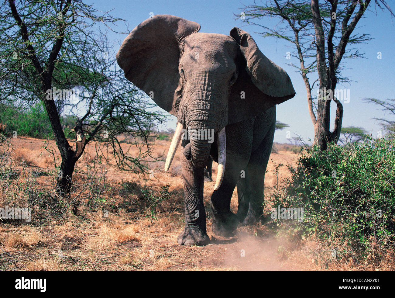 African head charge hi-res stock photography and images - Alamy