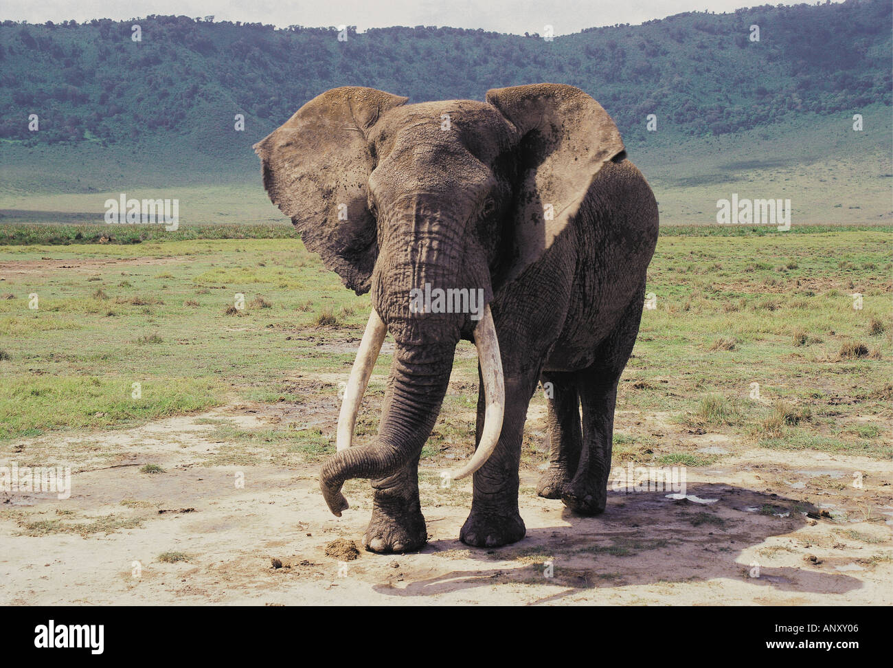 Mature male elephant with magnificent tusks Ngorongoro Crater Tanzania ...