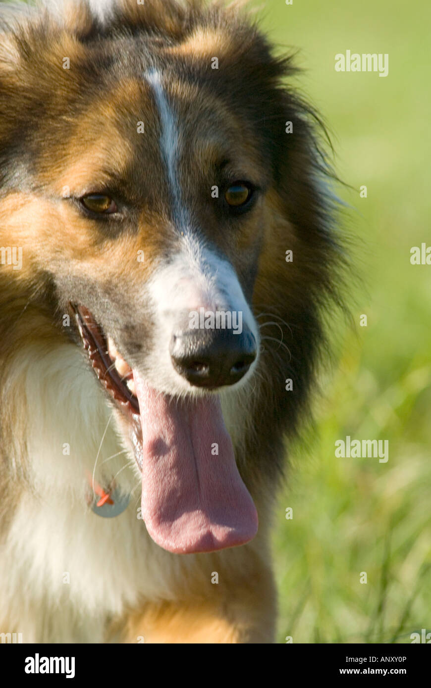 close up of dogs face panting with tongue hanging out Stock Photo - Alamy