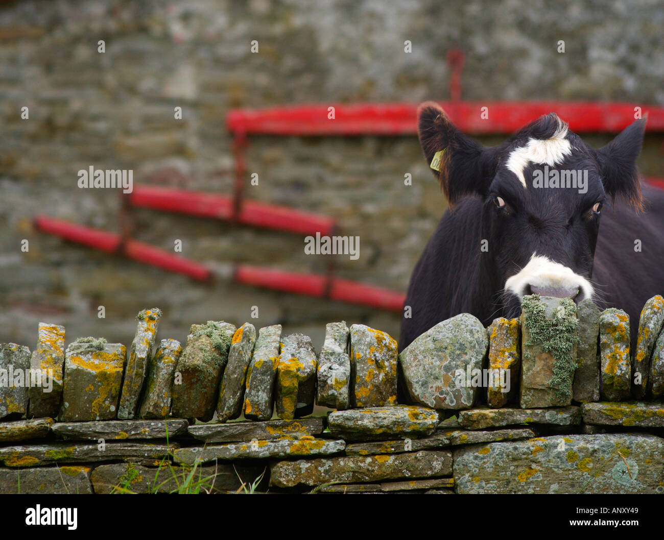 Known to locals as papay walleyed coo cow hi-res stock photography and ...