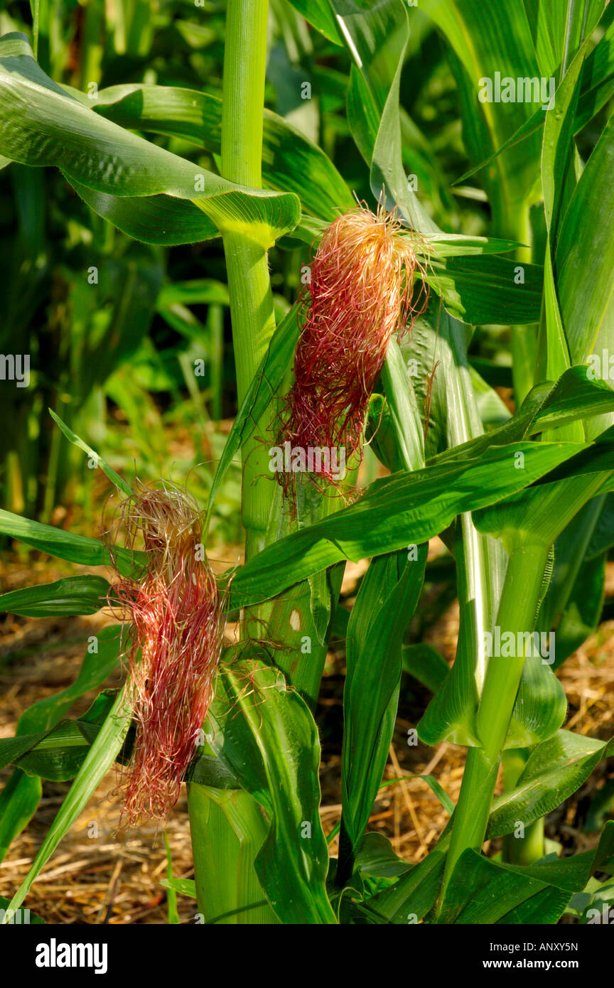 Sweetcorn growing garden High Resolution Stock Photography and Images ...